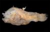 Who’s the smallest of them all? Meet the world’s amazing tiniest ...
