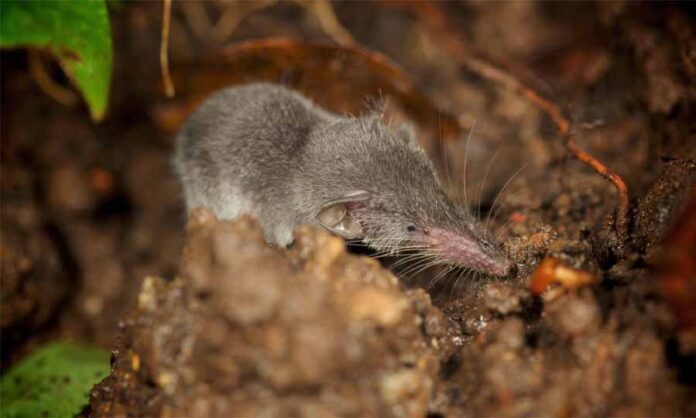 Who’s the smallest of them all? Meet the world’s amazing tiniest ...