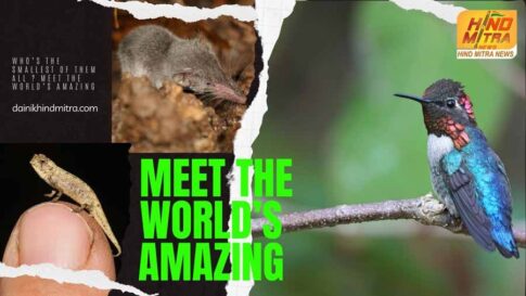 Who’s the smallest of them all? Meet the world’s amazing tiniest ...